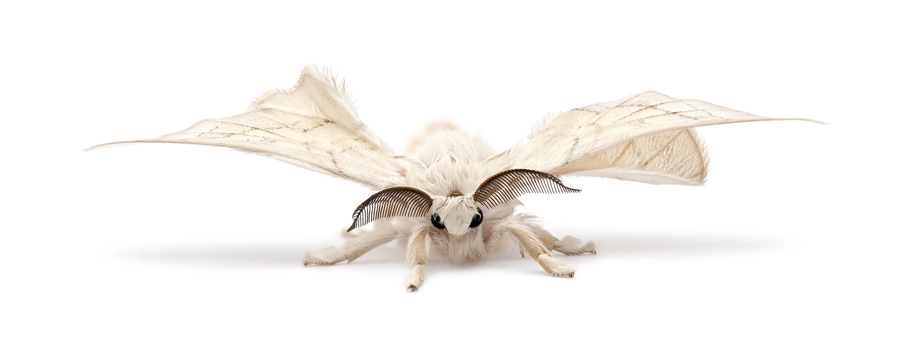 Mothing 101: Moths in Japan - Lori Ravenford